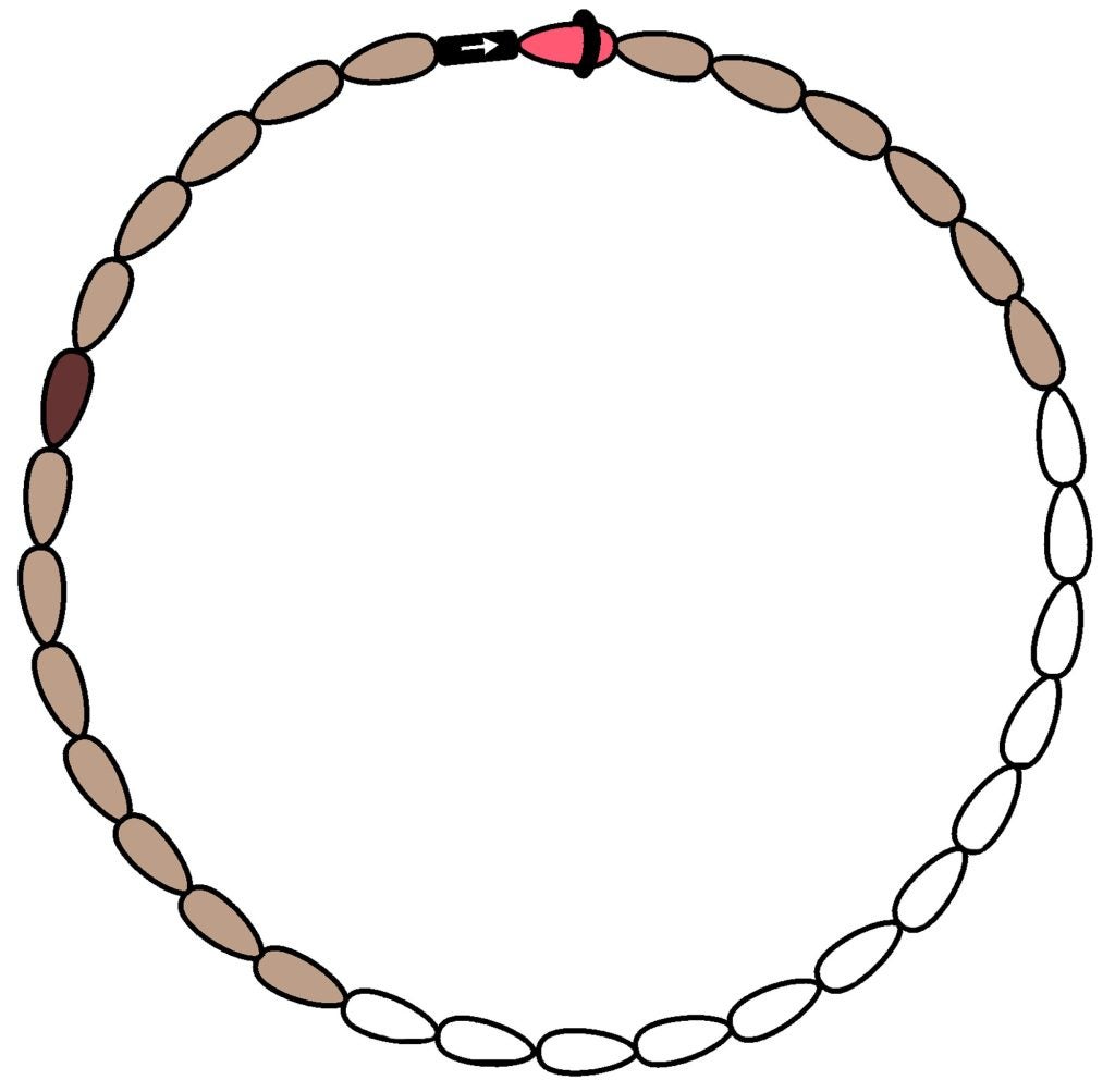 CycleBeads - Institute for Reproductive Health