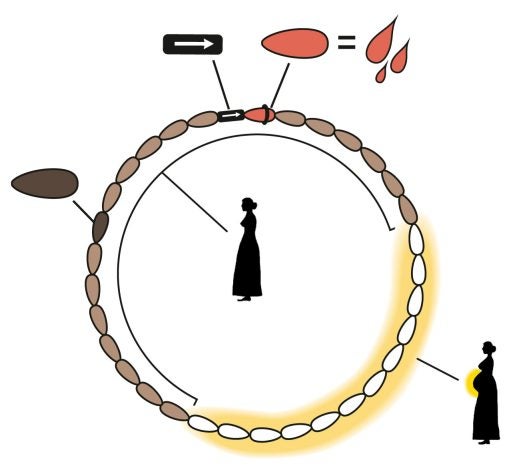 What are cyclebeads - Institute for Reproductive Health